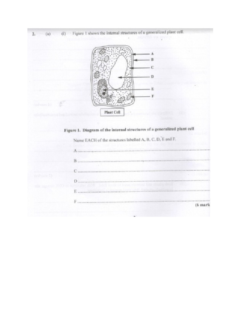 HSB Cells and Transport in Cells Assignment | PDF