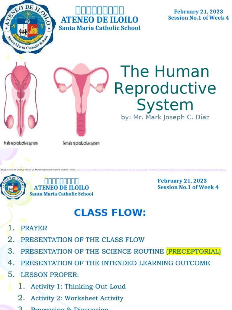 Reproductive System Lecture Pdf Menstrual Cycle Ovary