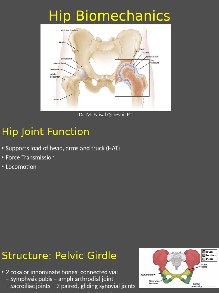 Hip Biomechanics Overview and Insights | PDF | Hip | Anatomical Terms ...