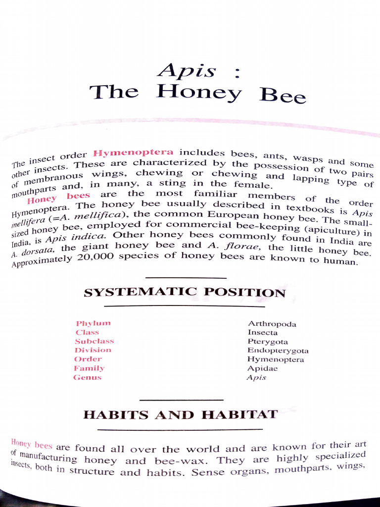 1563_honey Bee Practical | PDF