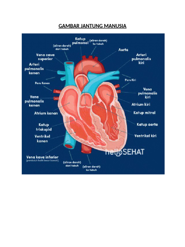 Gambar Jantung Manusia | PDF