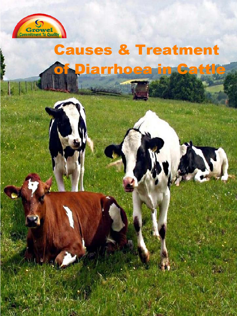 Diarrhoea Causes & Treatments in Cattle | PDF | Diarrhea | Cattle