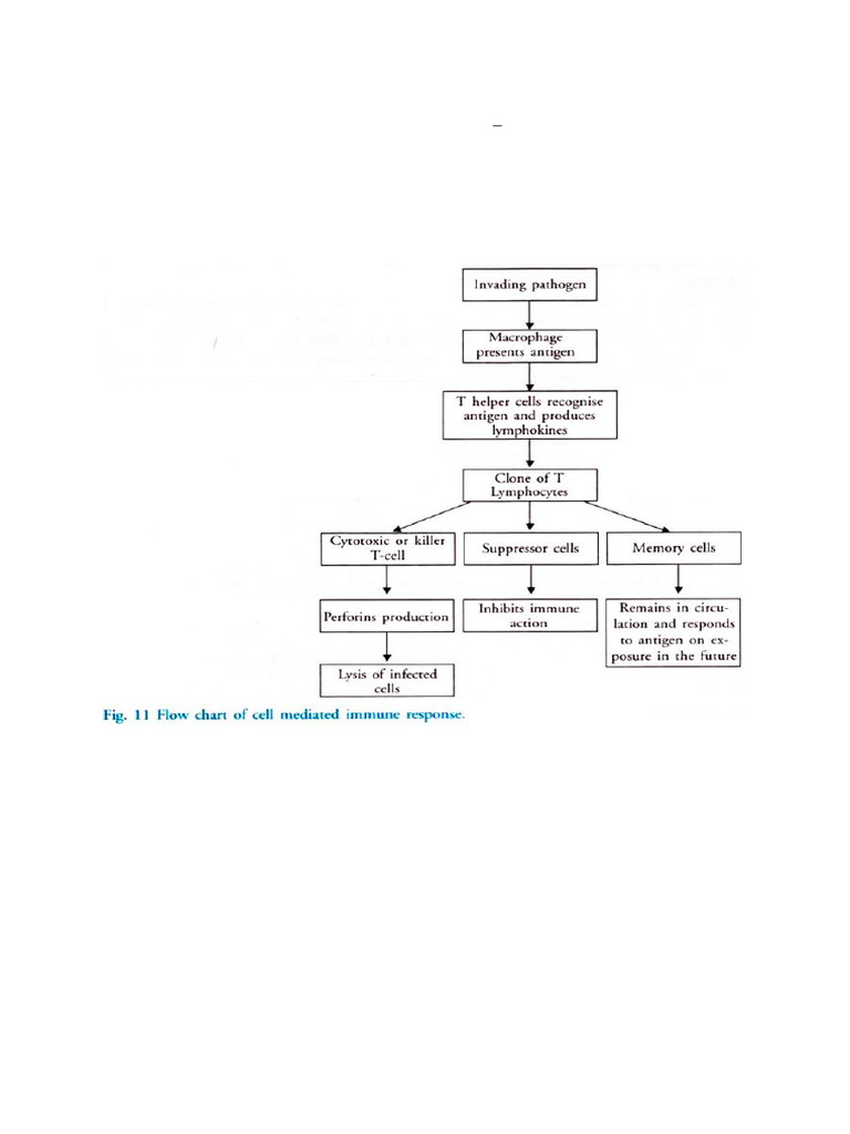 Humoral and Cell Mediated Immunity | PDF | Immune System | Humoral Immunity