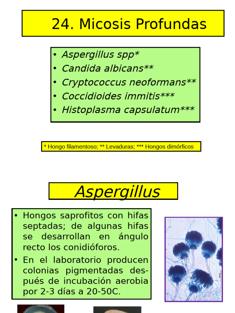Micosis Profundas | PDF | Hongo | Micología