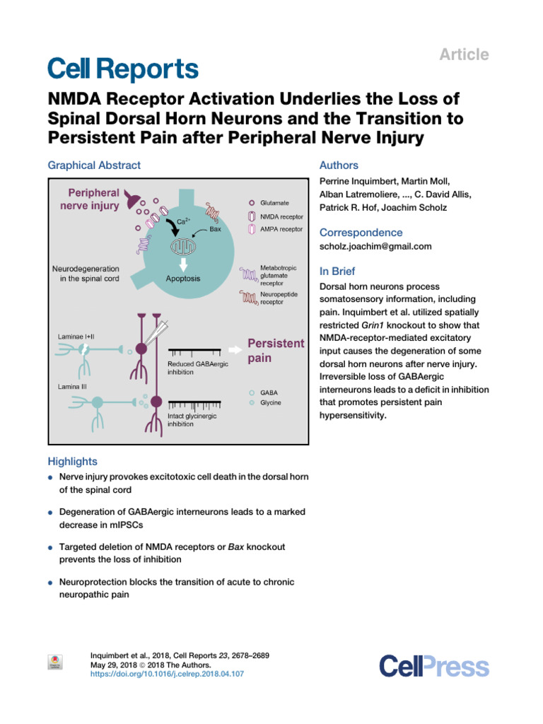 NMDA Receptor Activation Underlies The Loss of | PDF | Nmda Receptor | Pain