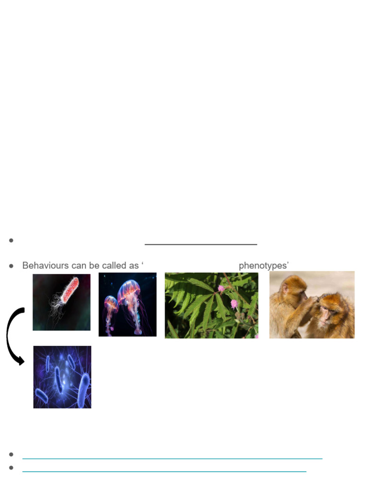 Observing Animal Behavior in Biology Lab | PDF | Biology