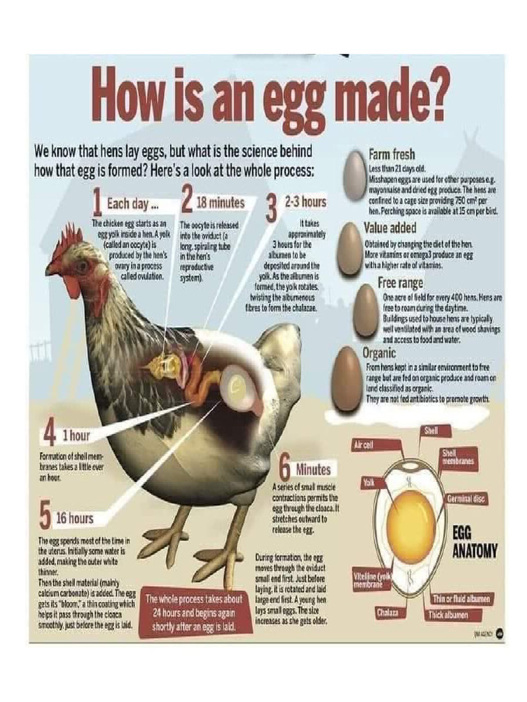Life Cycle of Chicken | PDF
