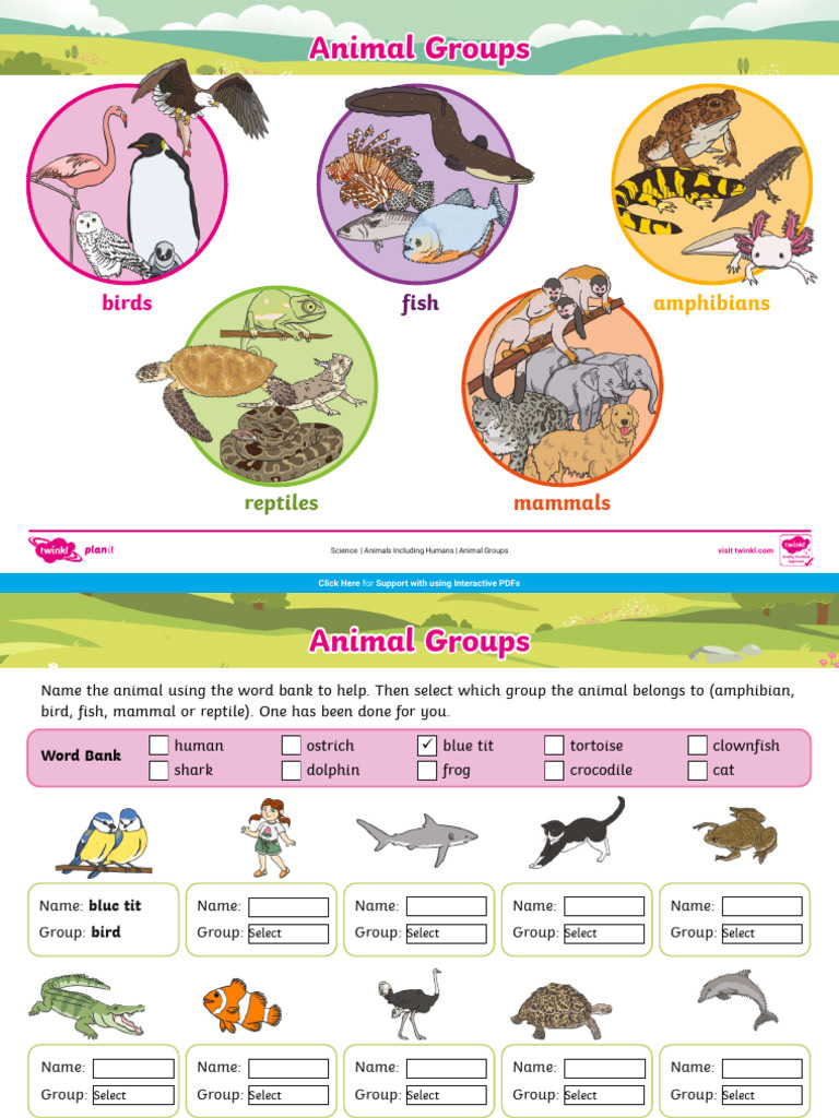 Understanding Animal Groups for Kids | PDF | Reptile | Biology