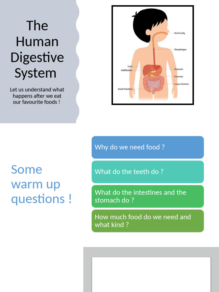 The Human Digestive System | PDF