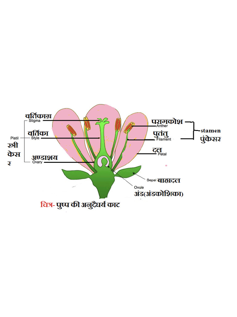 Flower Cross Sectional | PDF