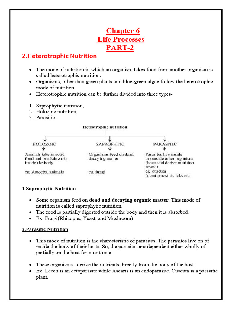 Life Processes - Nutrition-Part-2 | PDF | Digestion | Nutrition