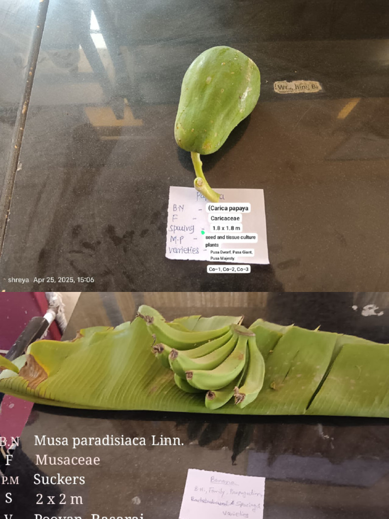 Sem4 HORT Spotting - Flattened | PDF