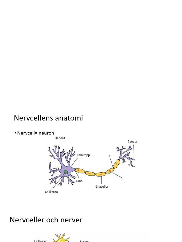 Nervcell Och Aktionspotential | PDF