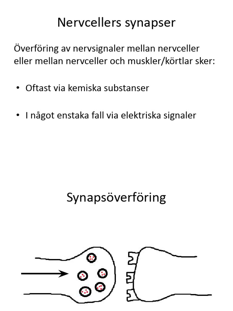 CNA Nervcellen, Synapsen MPZ | PDF