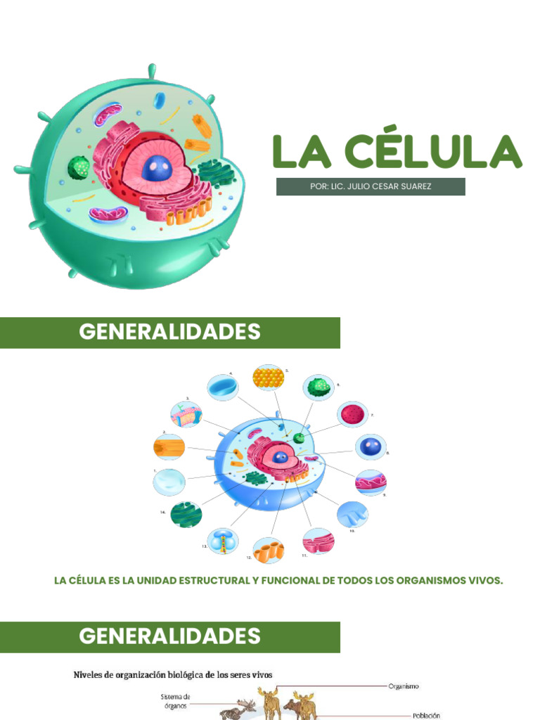 La Celula 033625 | PDF | Biología Celular) | Mitosis