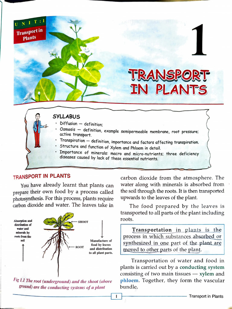 Bio ch1. Transportation in Plants | PDF
