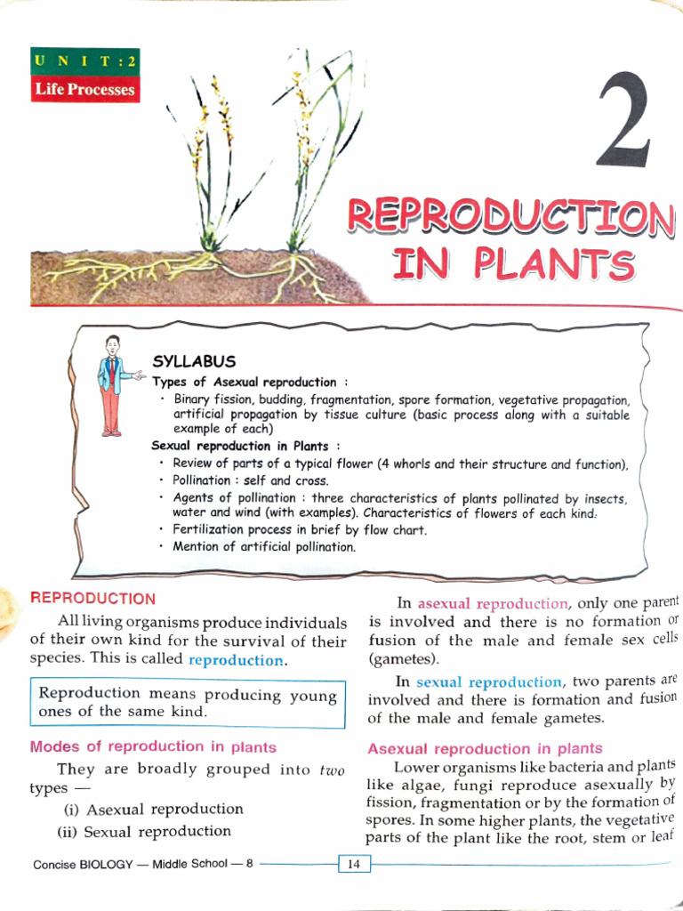 Asexual Reproduction in Plants Explained | PDF | Flowers | Pollination
