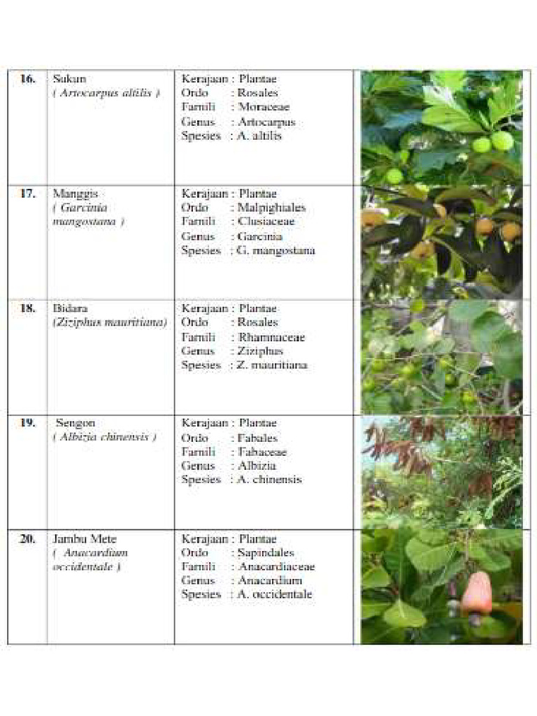 Pohon Pohon | PDF