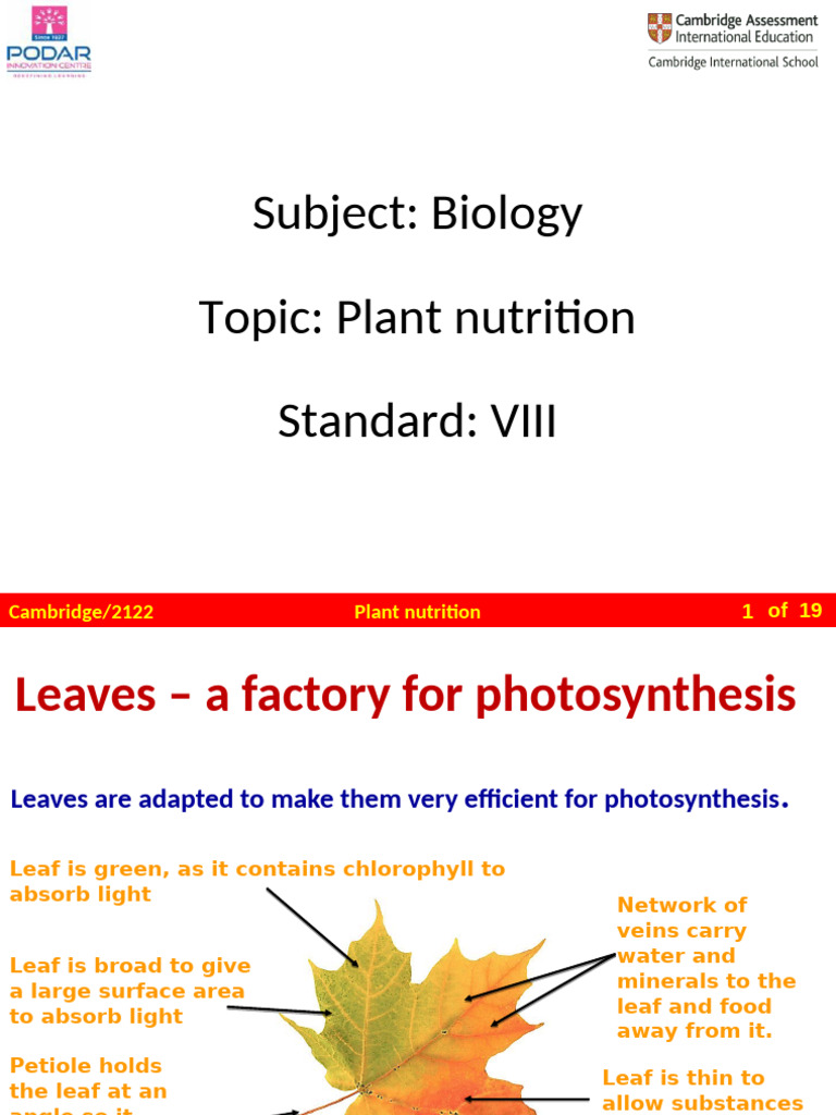 VIII - Bio - Unit 6 - Leaves | PDF | Leaf | Stoma