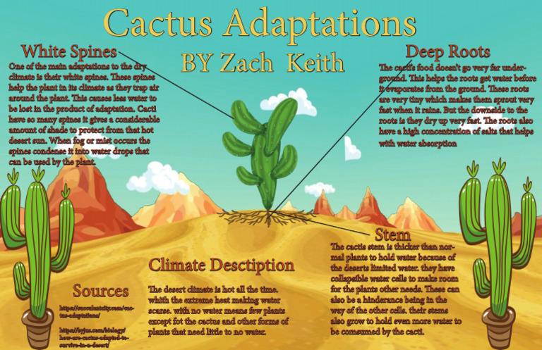 Cactus Report On Adaptations by Zach Keith | PDF | Desert | Earth Sciences