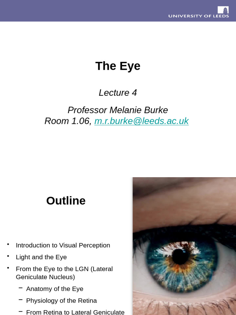 Lecture4 - The eye(slides)(1) | PDF | Retina | Visual System