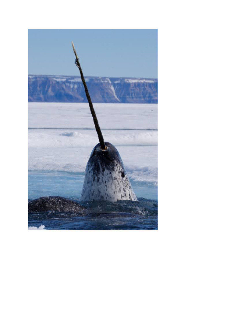 Narwhal Simulation Rules & Mechanics | PDF