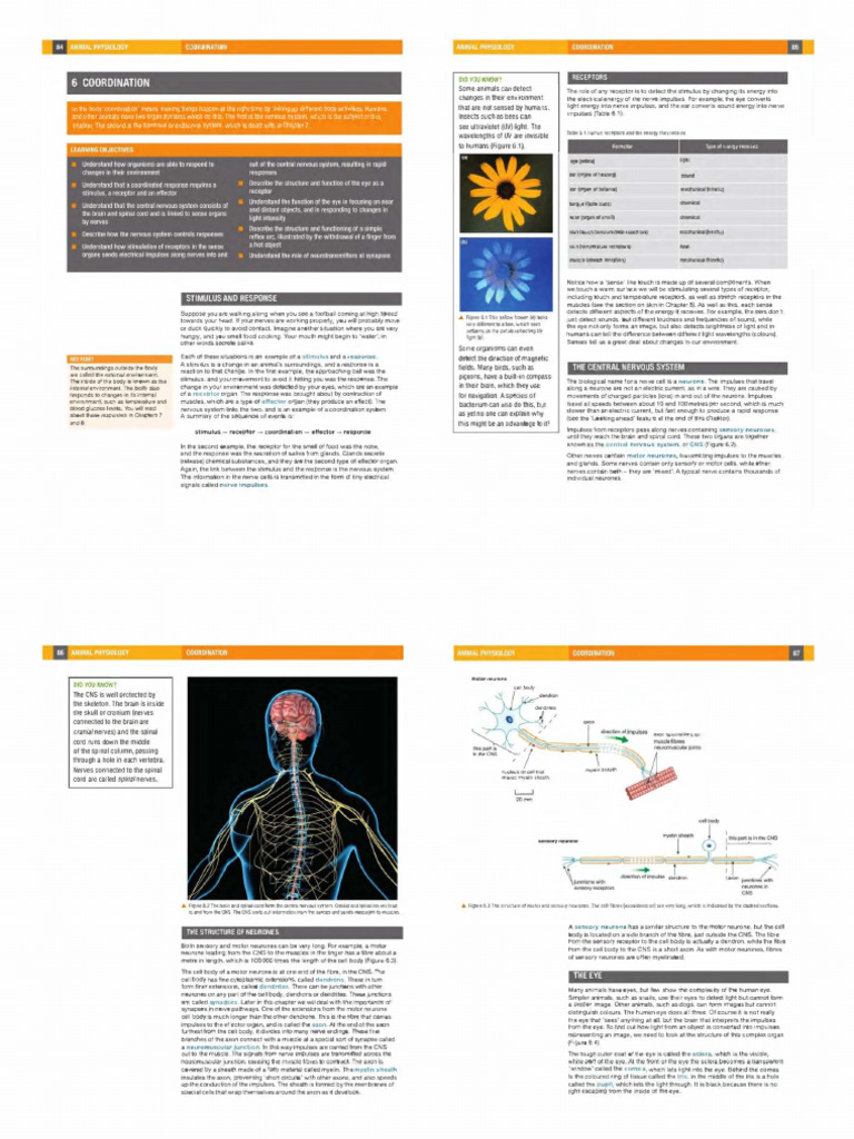IGCSE Biology (Edexcel, Ch6) | PDF | Eye | Axon