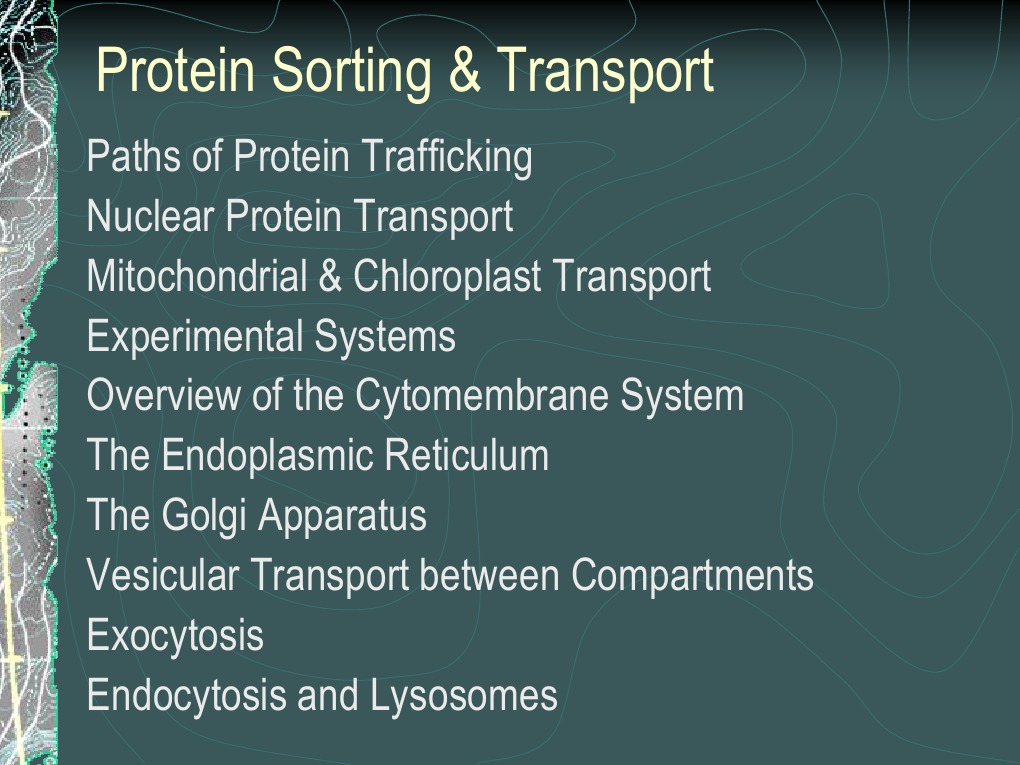 Protein Sorting and Transport | PDF | Protein Targeting | Vesicle ...