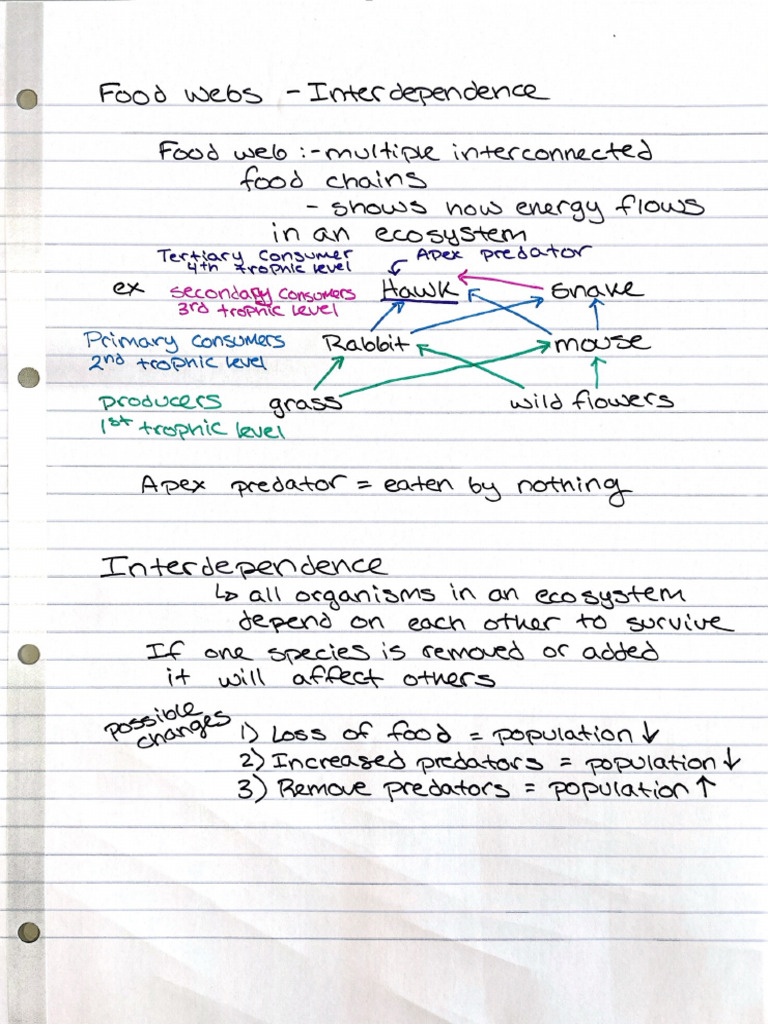 Food Webs and Interdependence | PDF