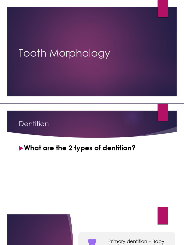 Tooth Morphology Revision | PDF