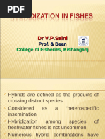 Bony Fish Dissection Guide | PDF | Fish | Gill