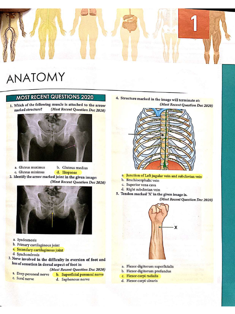 Anatomy Recreated | PDF | Limbs (Anatomy) | Musculoskeletal System