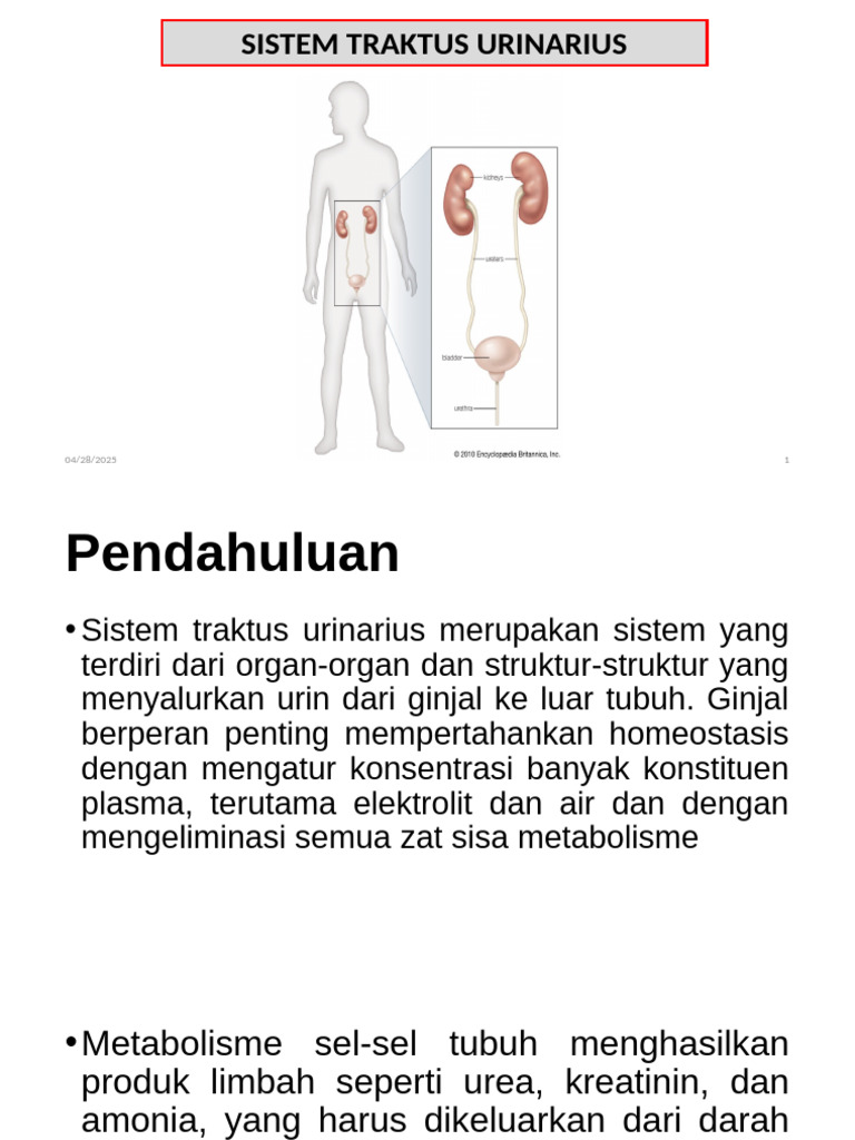 Sistem Traktus Urinarius Manusia | PDF