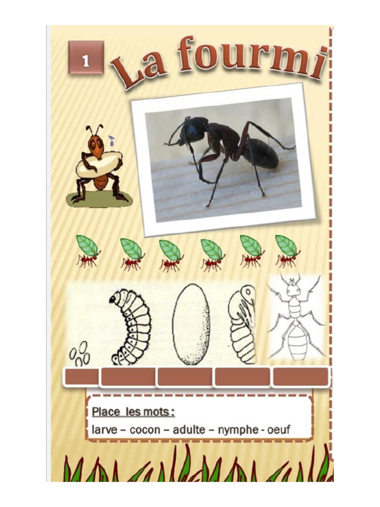 Fiches Exposés Le Animaux | PDF