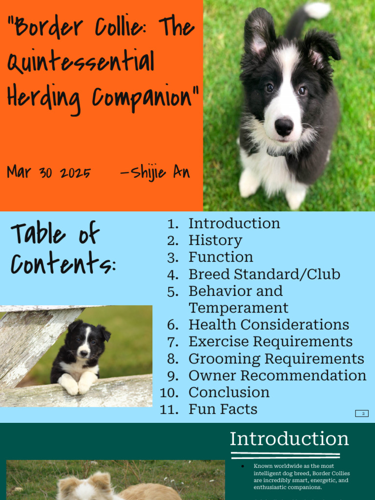 Fun Facts About Border Collies | PDF | Collie | Border Collie