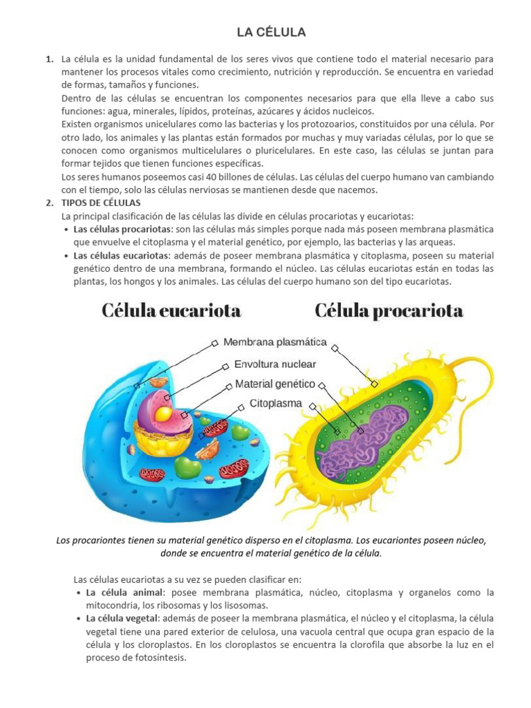 La Célula-Resumen | PDF | Biología Celular) | Citoplasma