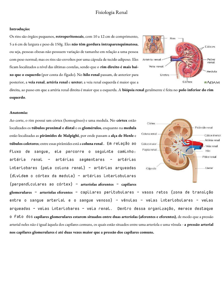 Fisiologia Renal - 07_10-mesclado-compactado | PDF | Rim | Especialidades médicas