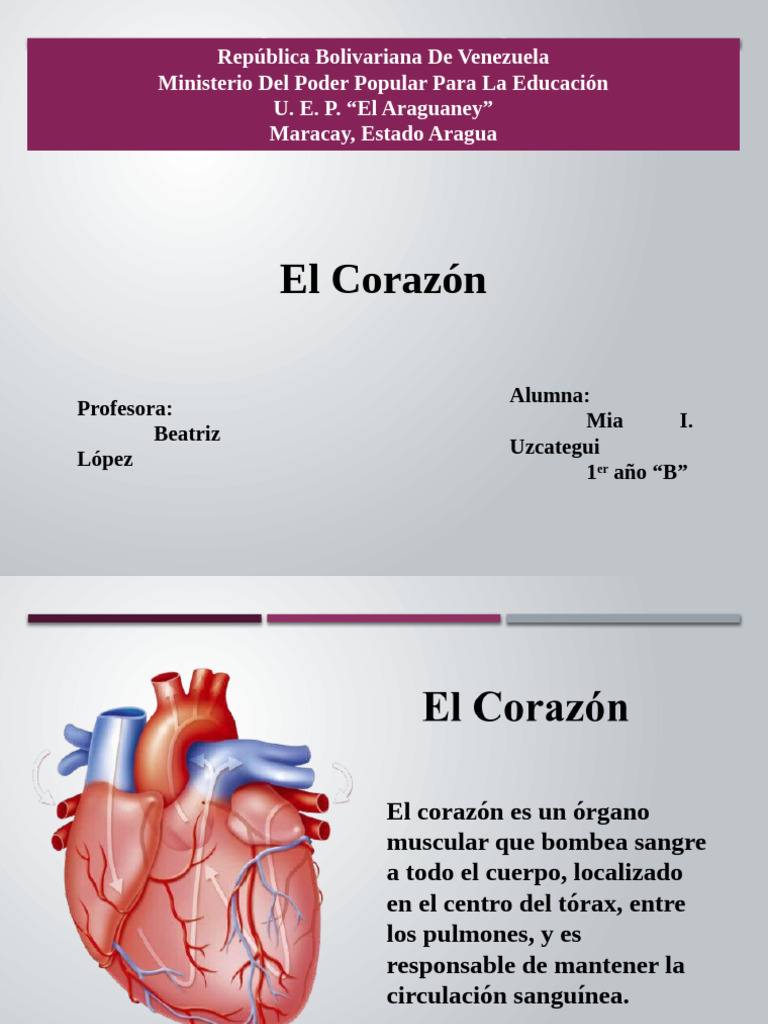 Presentacion de Mia Uzcategui - El Corazon | PDF