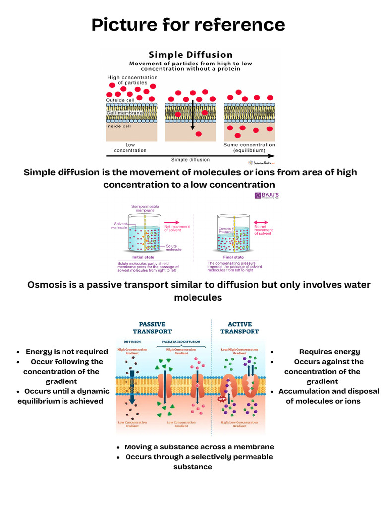 Diffusion and Osmosis Explained | PDF
