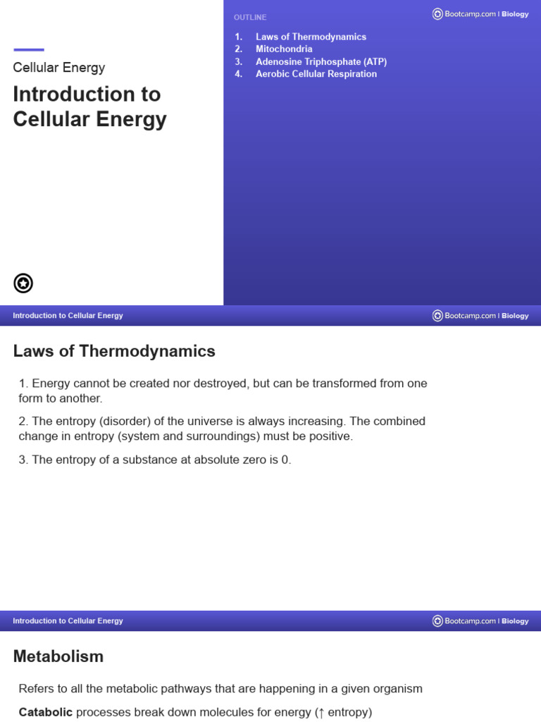 Understanding Cellular Energy Processes | PDF | Cellular Respiration ...
