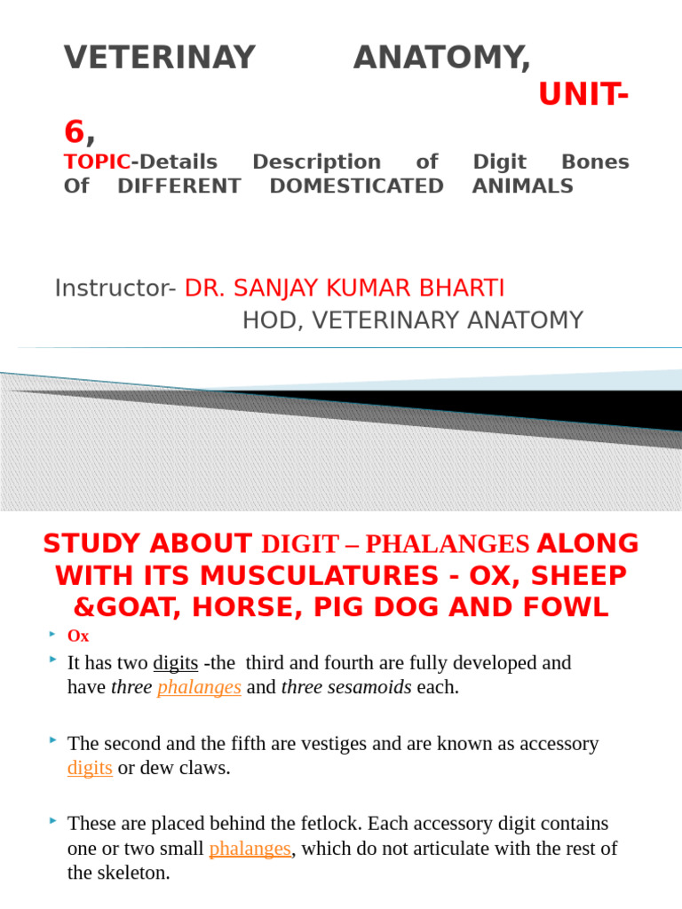 Anatomy of Digit Bones in Livestock | PDF | Human Leg | Musculoskeletal ...