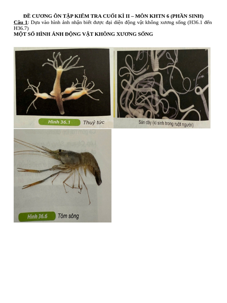 Khtn6 Ck2 Sinh | PDF