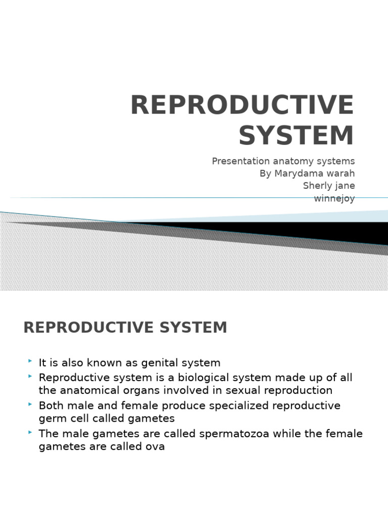 Reproductive System 1 | PDF | Reproductive System | Uterus
