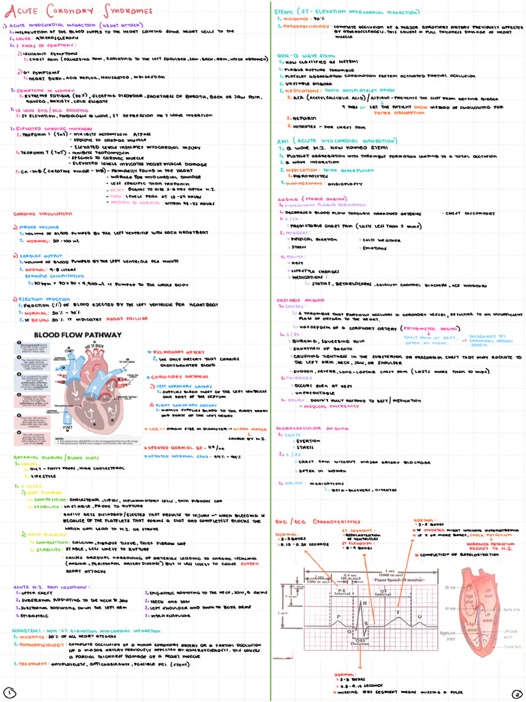 Cardiovascular Notes | PDF