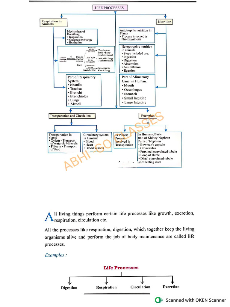 Life Process | PDF