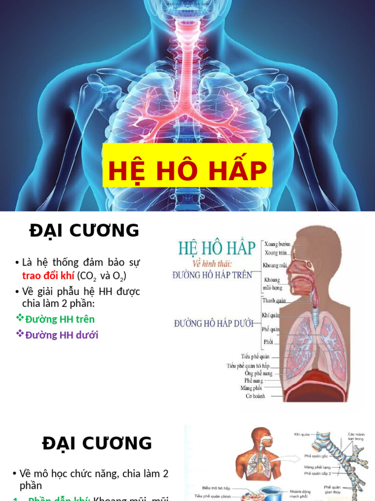 Hệ Hô Hấp | PDF