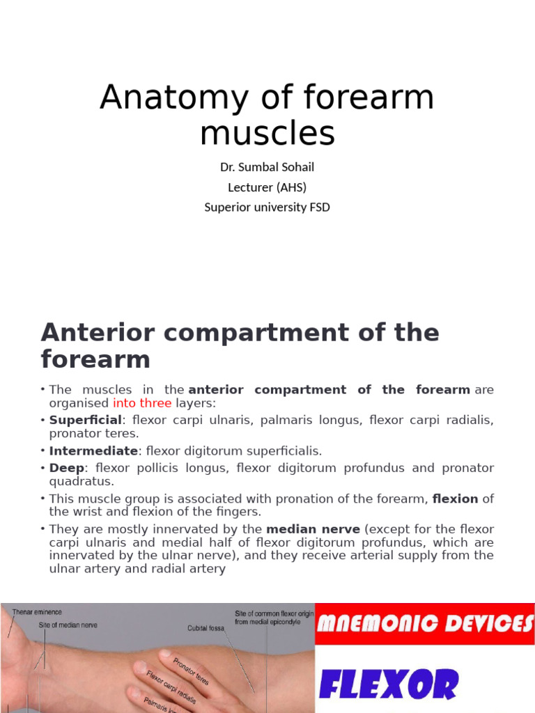 Anatomy of Forearm Muscles | PDF | Joints | Musculoskeletal System