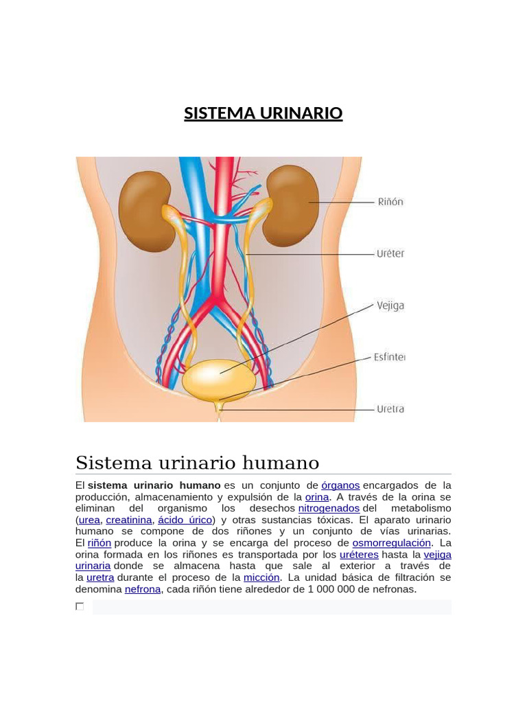 Sistema Urinario | PDF | Sistema urinario | Riñón