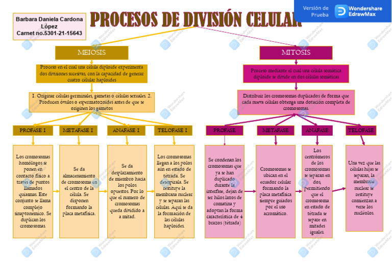 Division Celular Tarea 3 | PDF | Procesos celulares | Ciclo celular