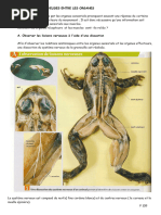 Dissection virtuelle du système nerveux de la grenouille | PDF | Nerf ...
